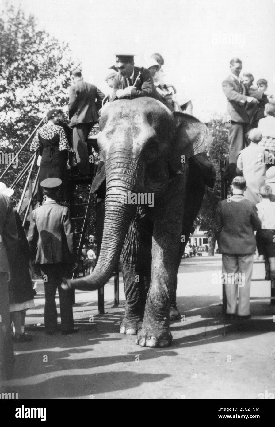 Elephant zoo visitors uk hi-res stock photography and images - Alamy