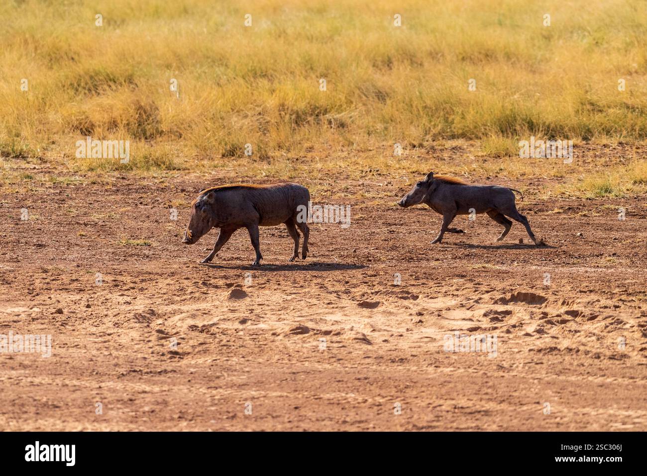 Telephoto of a Common Warthog - Phacochoerus africanus africanus ...