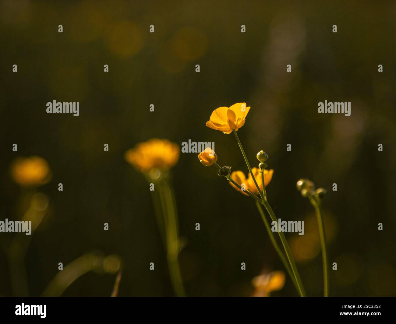 Soft focus flower petals hi-res stock photography and images - Alamy