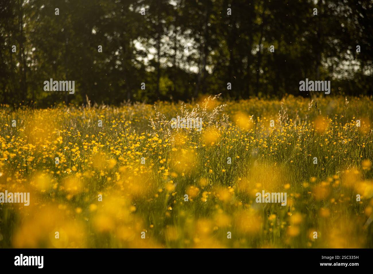 Blooming meadow in sunny hi-res stock photography and images - Alamy