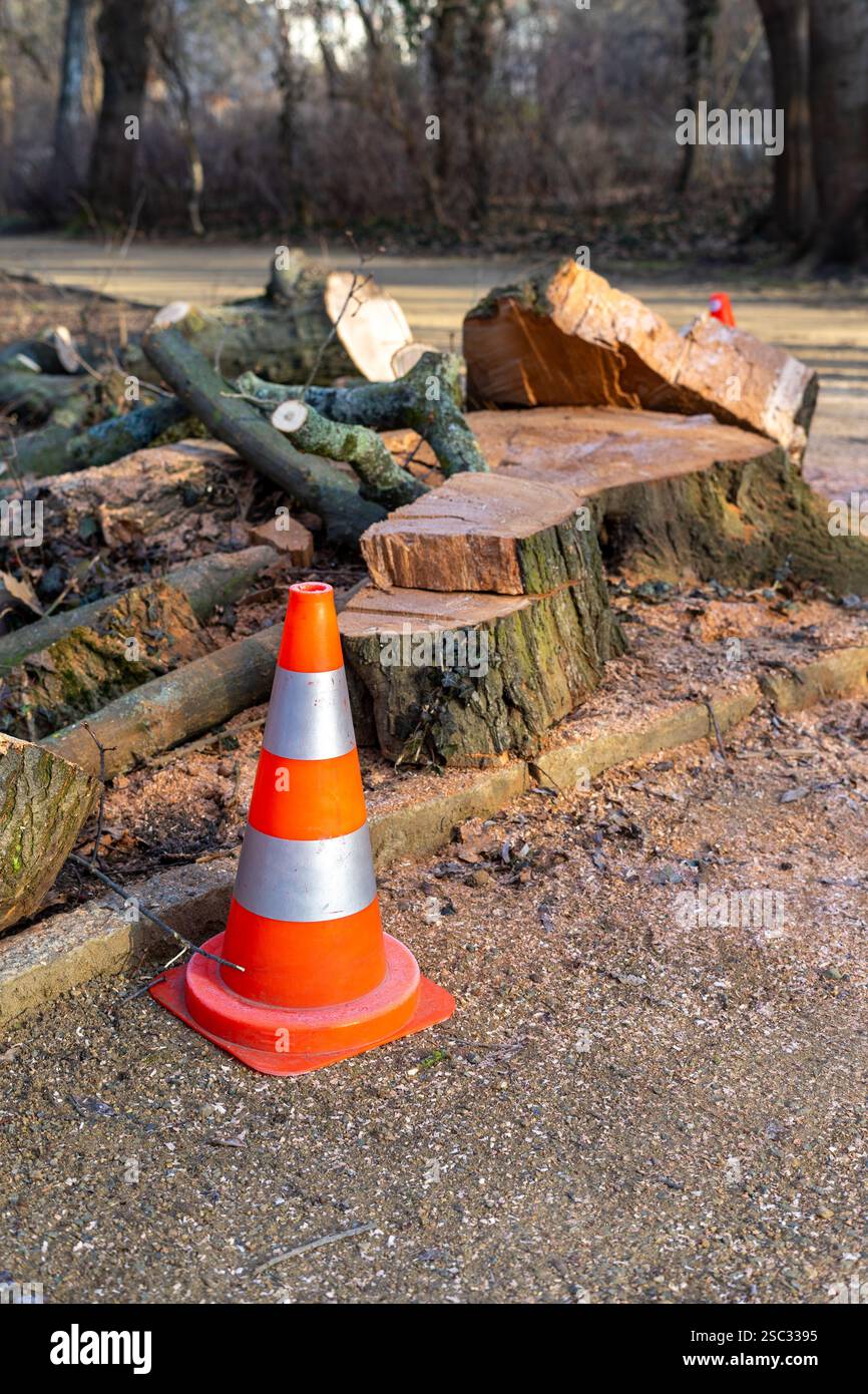 Attention warning cones due to tree felling work vertical Stock Photo ...