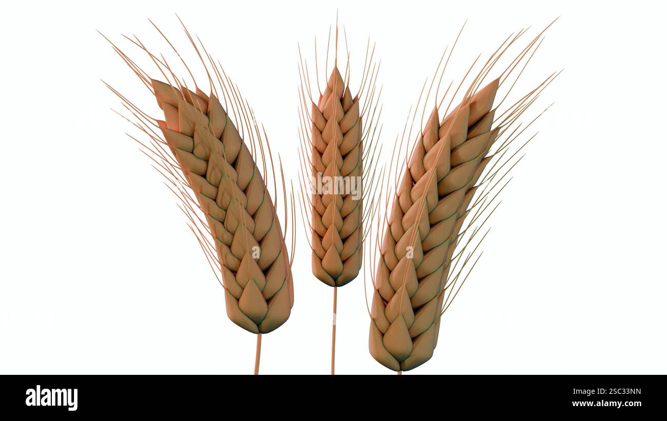 A 3D rendering of isolated wheat stalks highlights the details of the ...