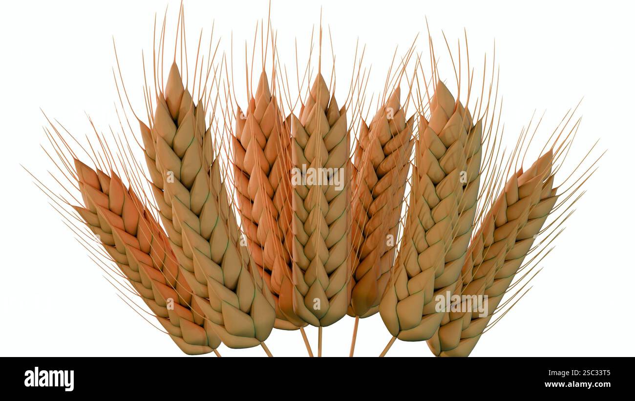 A 3D rendering of isolated wheat stalks highlights the details of the ...
