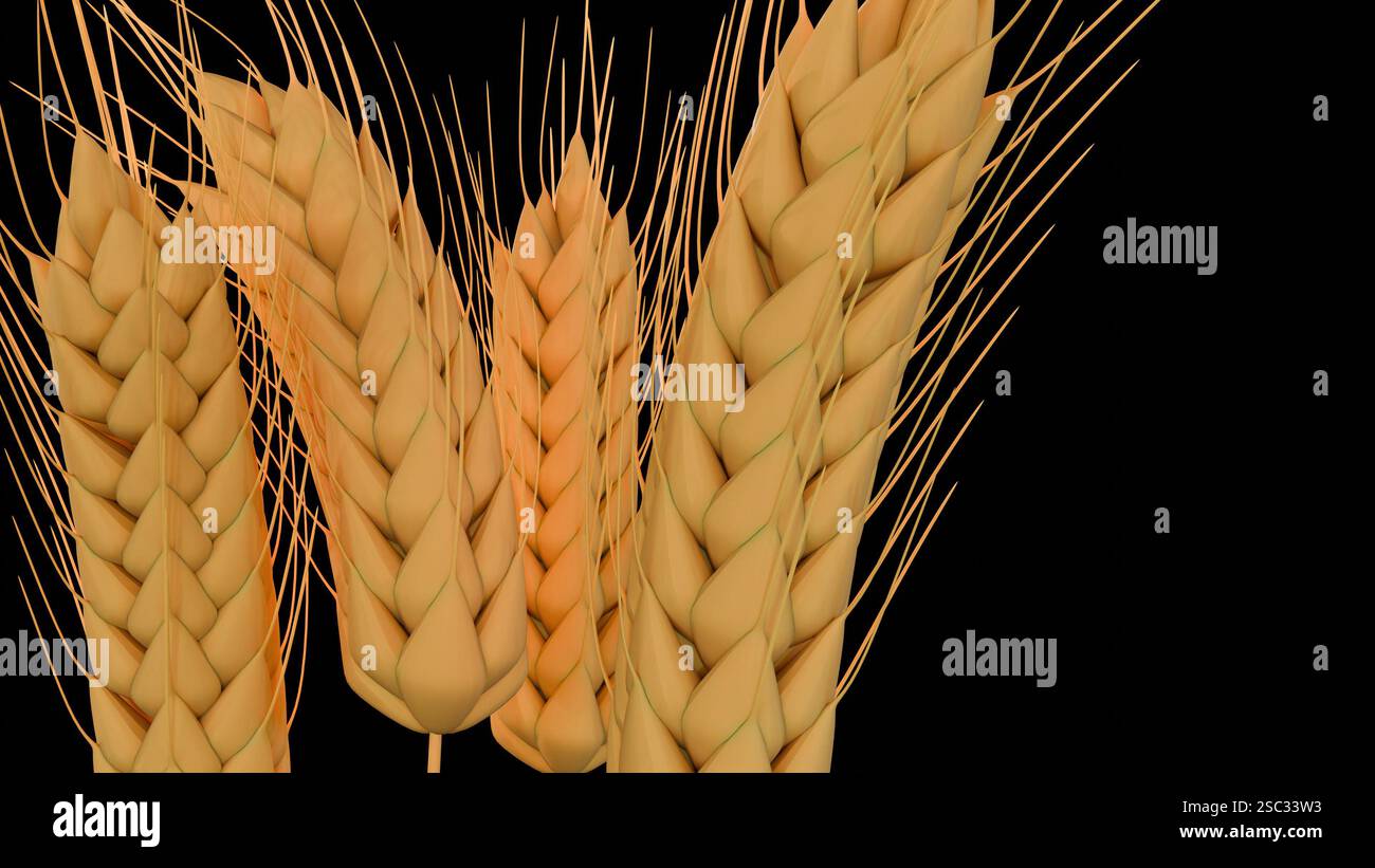 A 3D rendering of isolated wheat stalks highlights the details of the ...