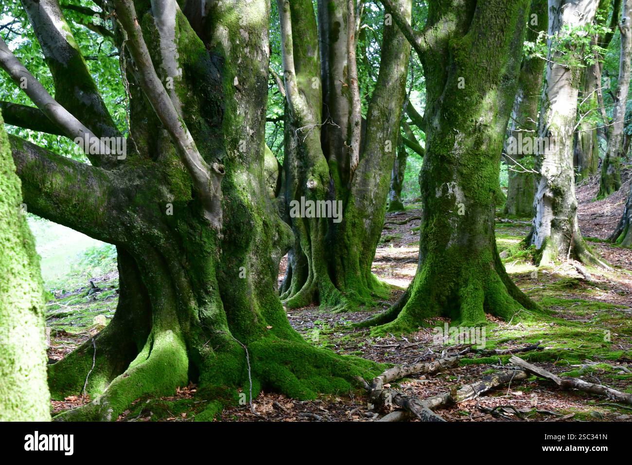 Moss covered old beech trees "Fagus sylvatica" in woodland on the ...