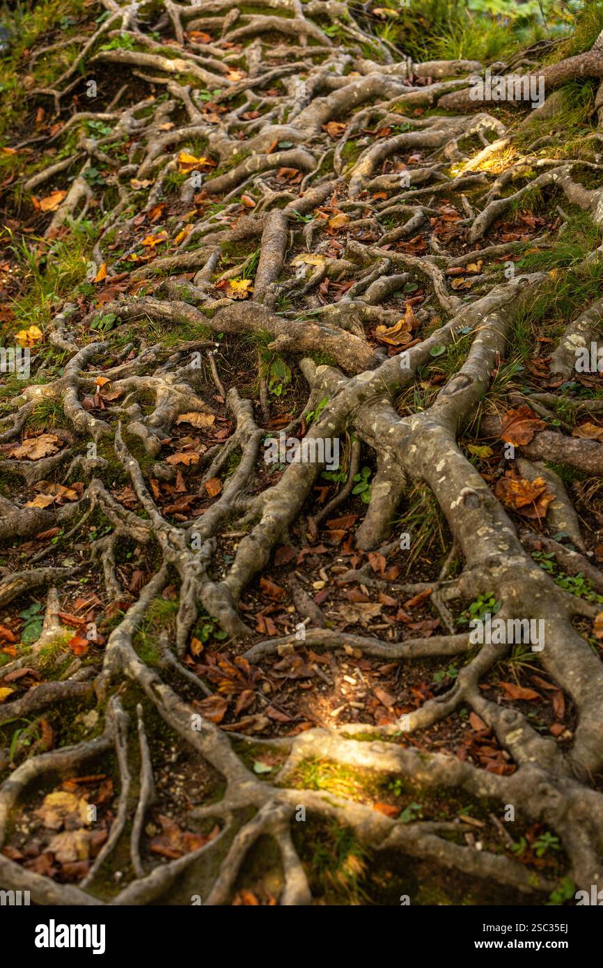 Texture details asymmetrical pattern of intertwined tree roots in the ...