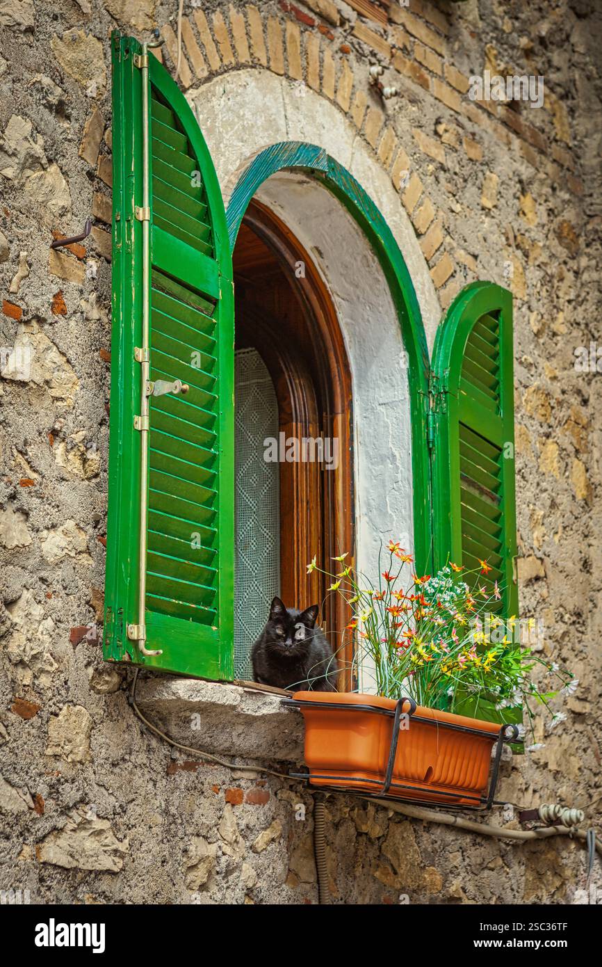 Arched cat hi-res stock photography and images - Alamy