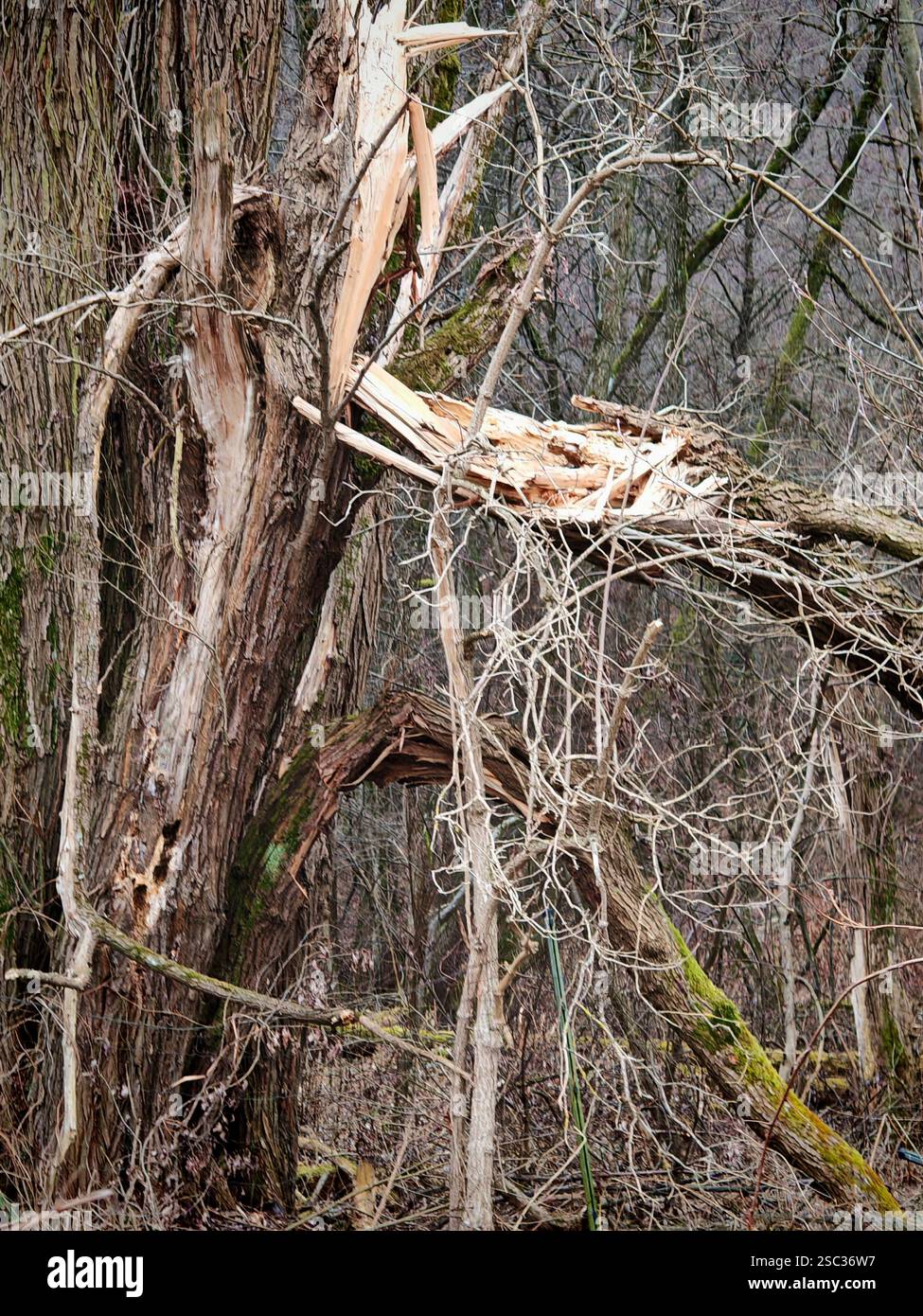cleanup work after a storm, tree damage in the forest cleanup after ...