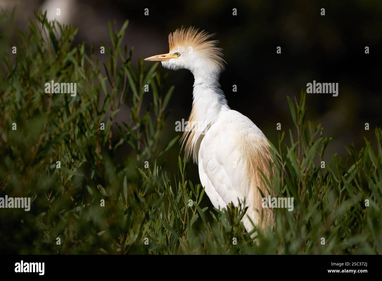 Western Cattle Egret (Bubulcus ibis) breeding plumage side view with ...