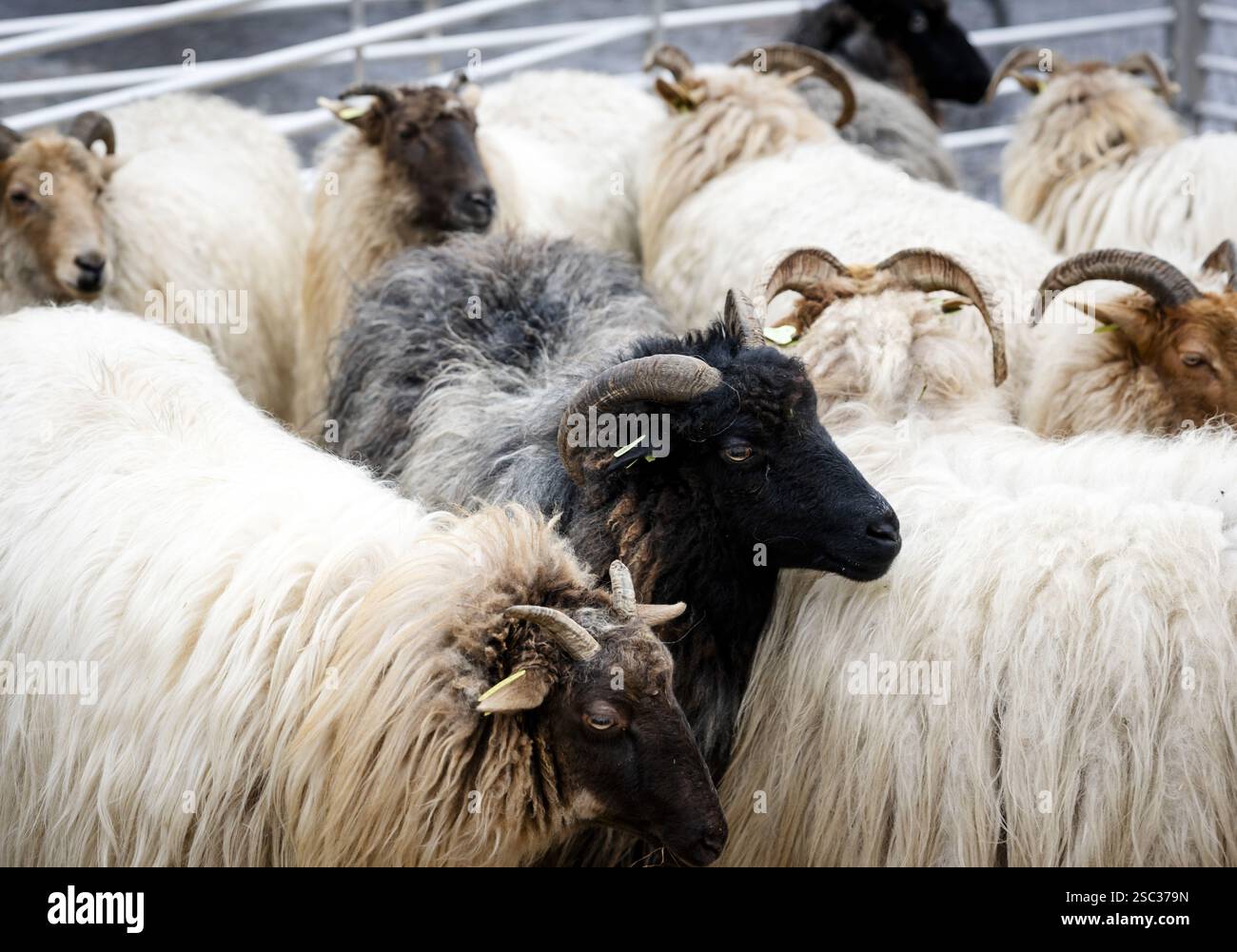 ARNHEM - Sheep during a demonstration by farmers near the Gelderland ...