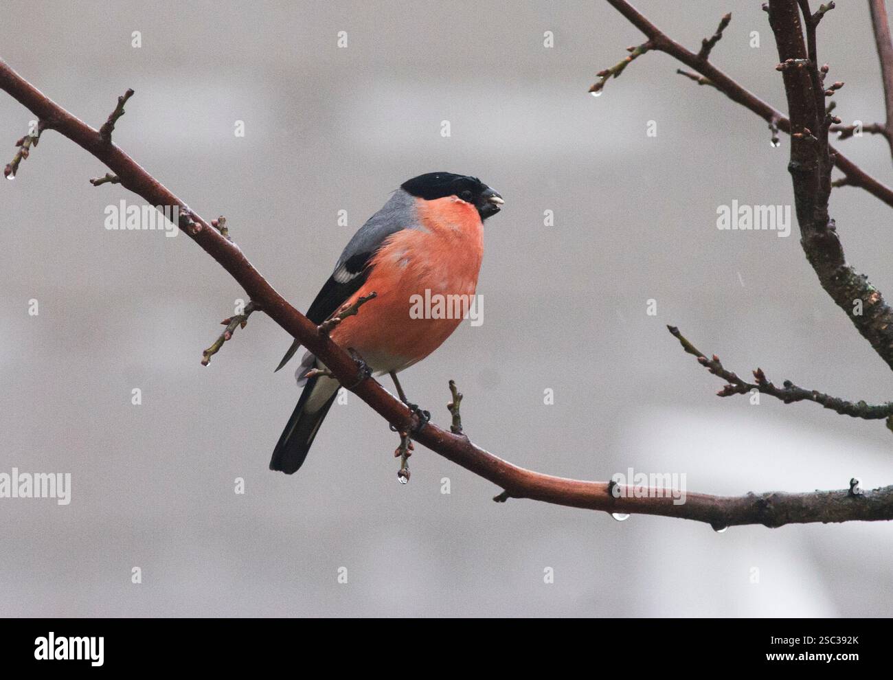 EURASIAN BULLFINCH Pyrrhula Pyrrhula Stock Photo - Alamy