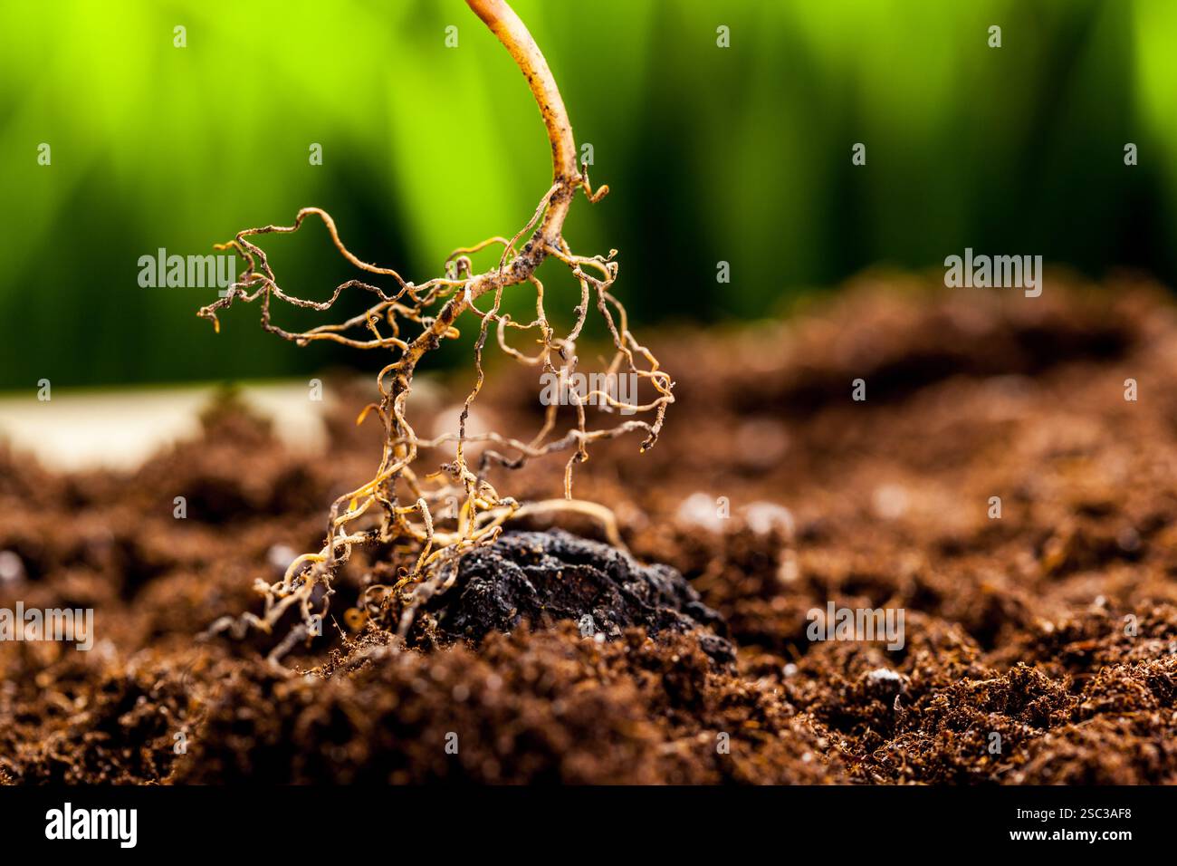 Green sprout growing from seed in organic soil Stock Photo - Alamy