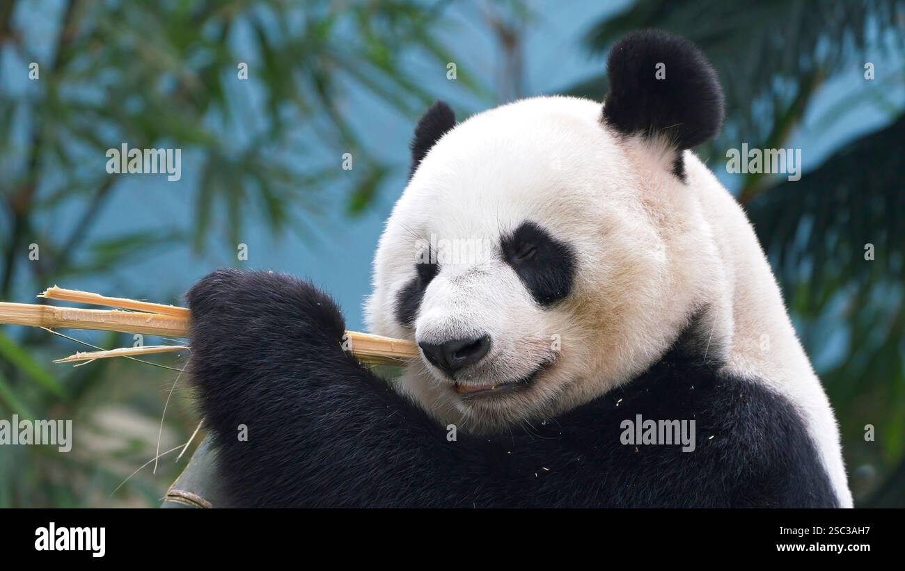 Giant pandas have a primarily herbivorous diet, with bamboo being their ...