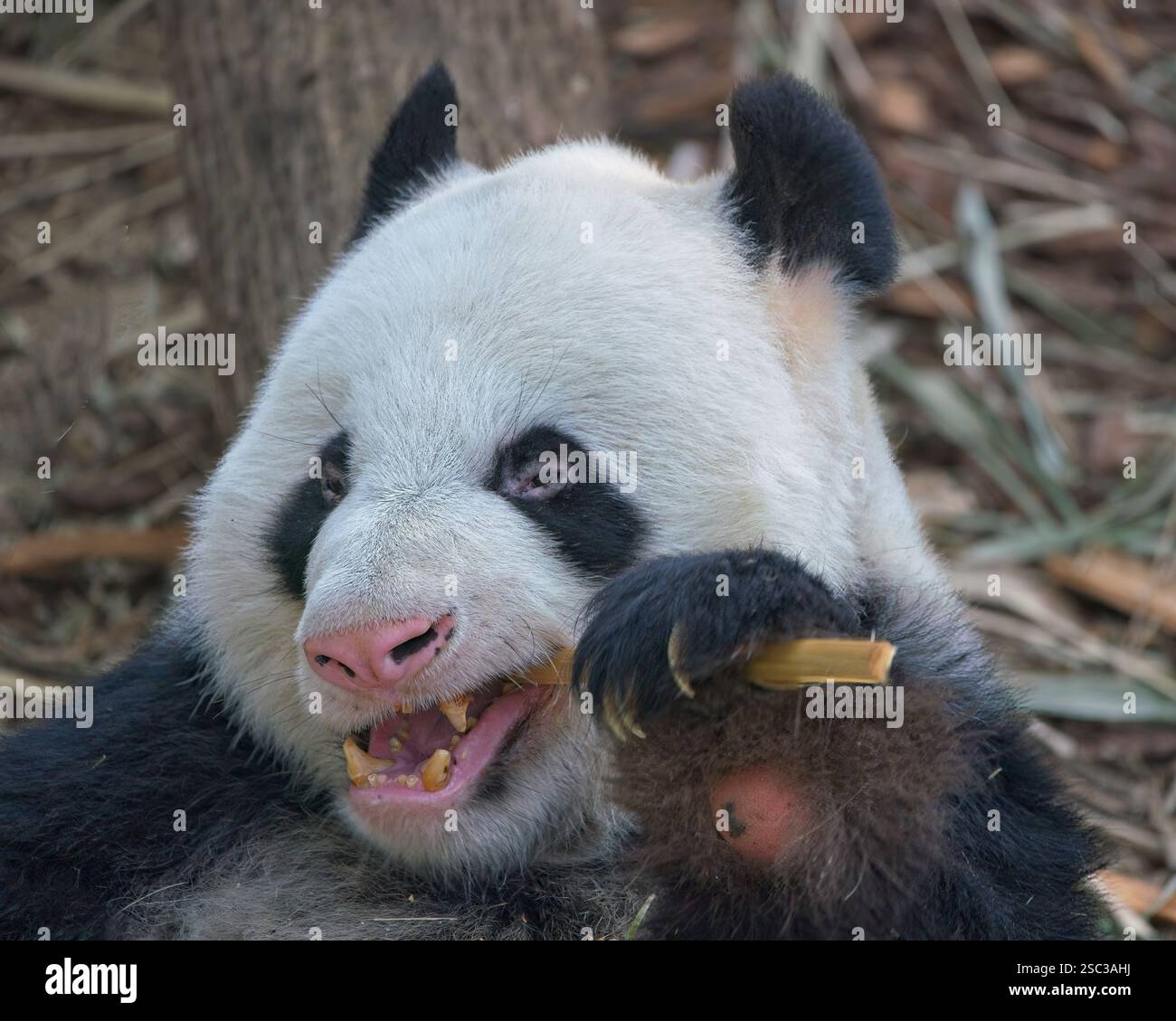 Giant pandas have a primarily herbivorous diet, with bamboo being their ...
