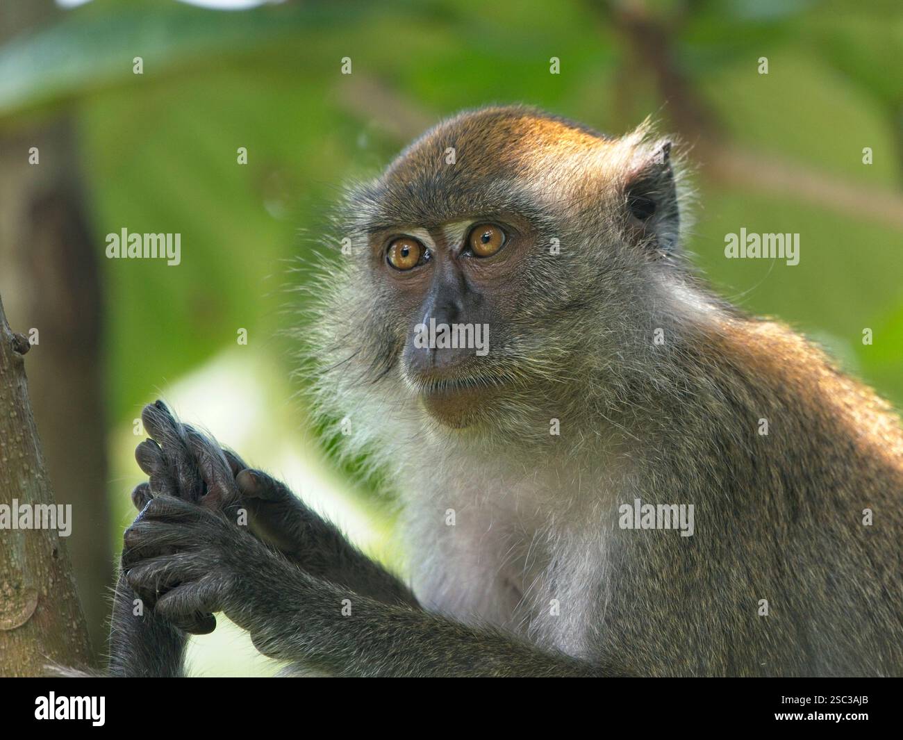 Long-tailed macaques are omnivorous and frugivorous. They live in ...