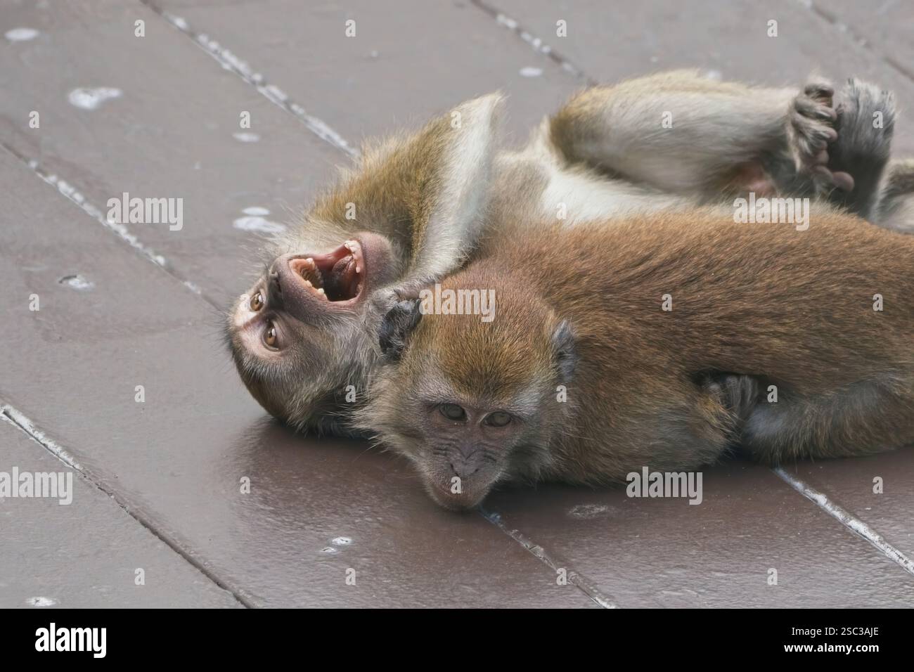 Long-tailed macaques are omnivorous and frugivorous. They live in ...