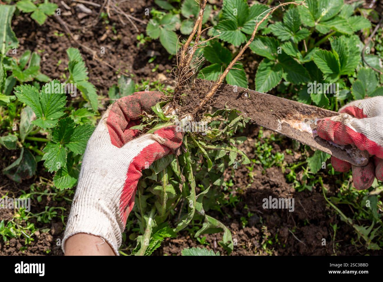 hands of a gardener with a weed dandelion root Stock Photo - Alamy