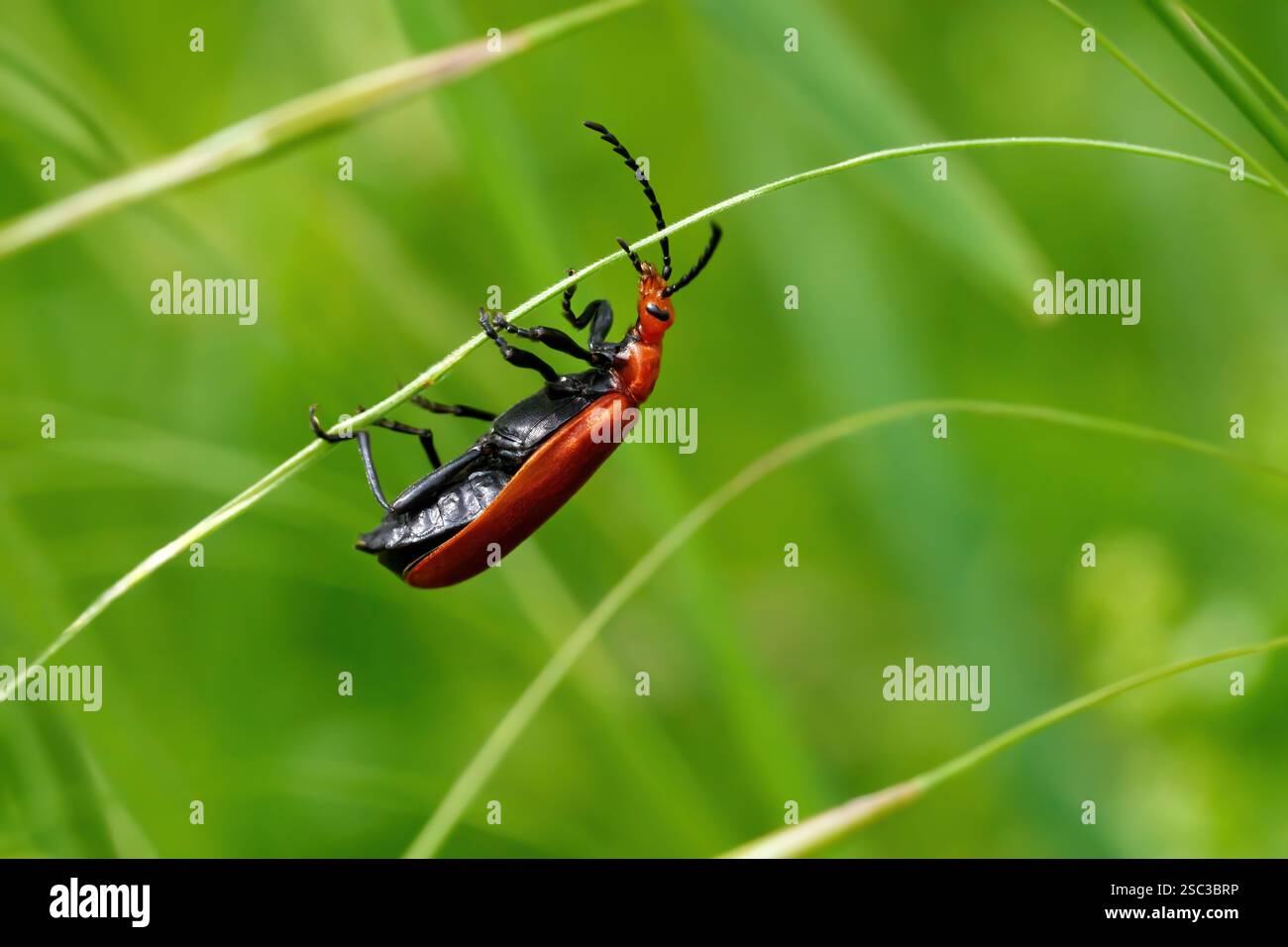 Red-headed Cardinal Beetle (Pyrochroa serraticornis) hanging on a stalk ...