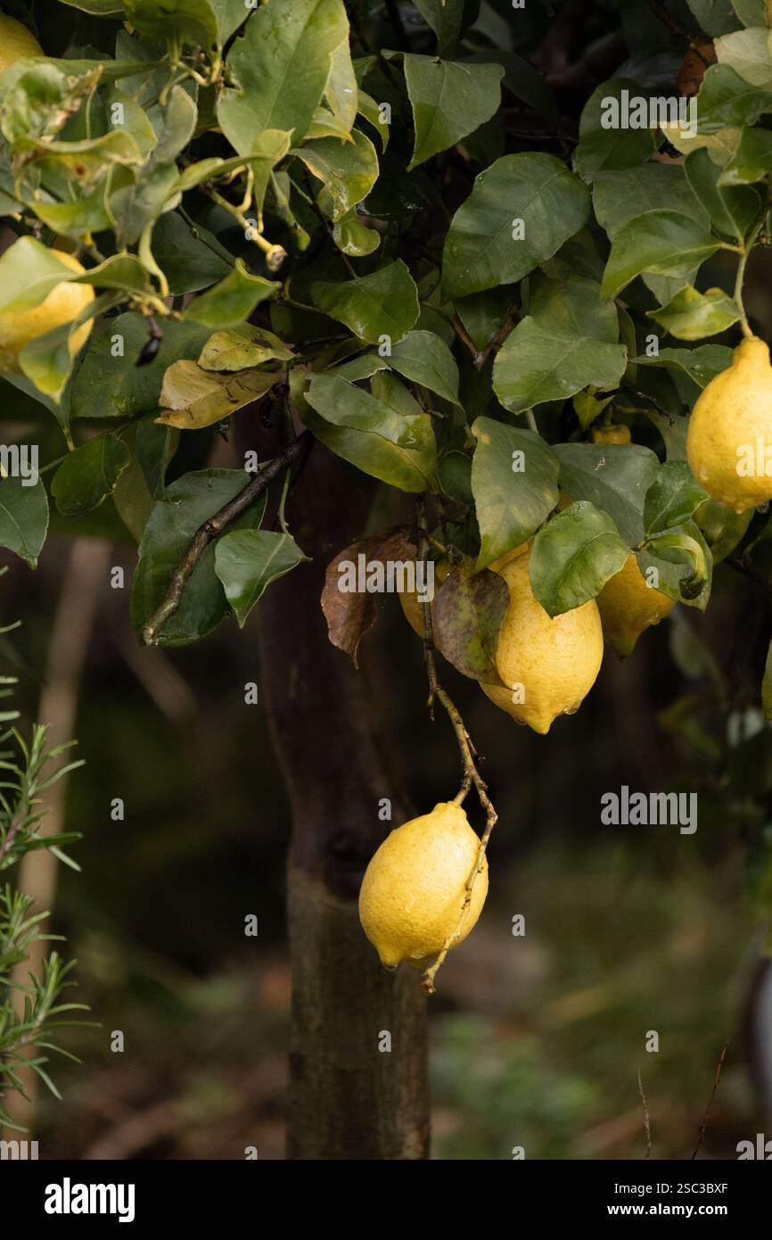Raw lemons growing on the tree, citrus production concept Stock Photo ...