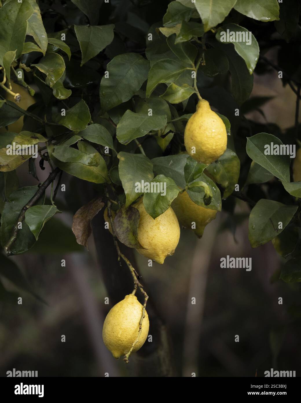 Raw lemons growing on the tree, citrus production concept Stock Photo ...