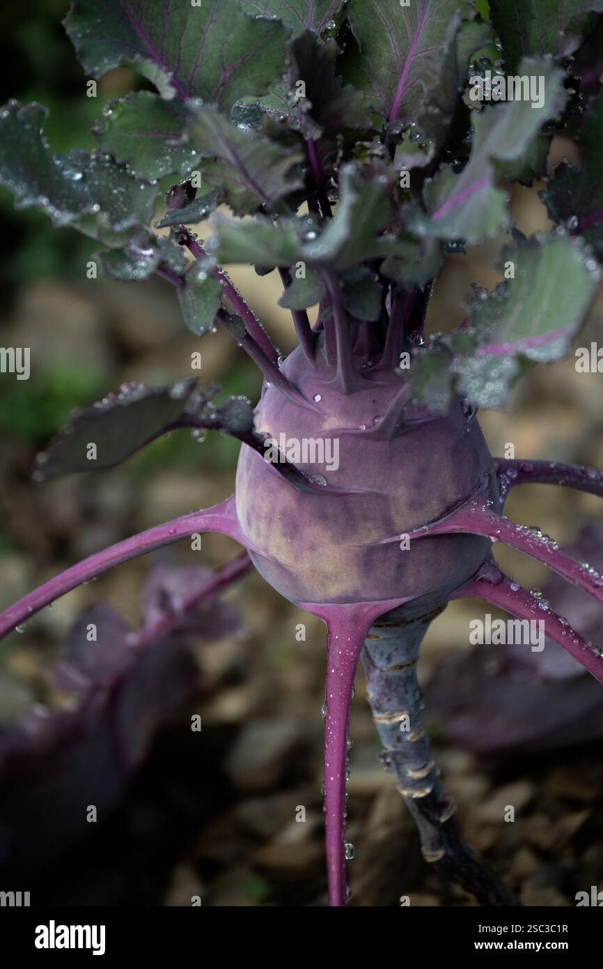 Growing red kohlrabi in the home garden, ecological country healthy ...