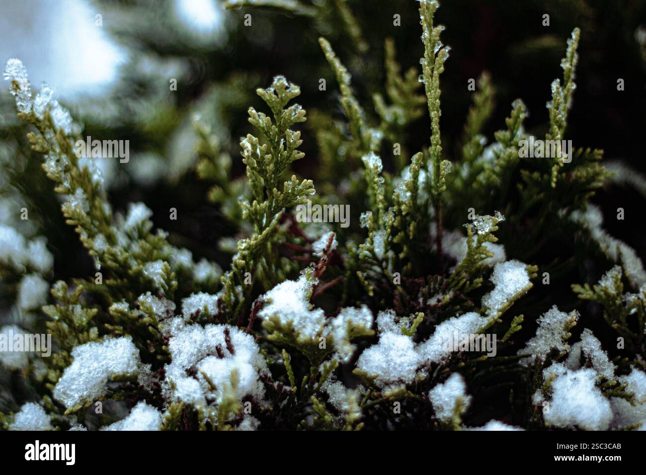 Close up branches covered hi-res stock photography and images - Alamy