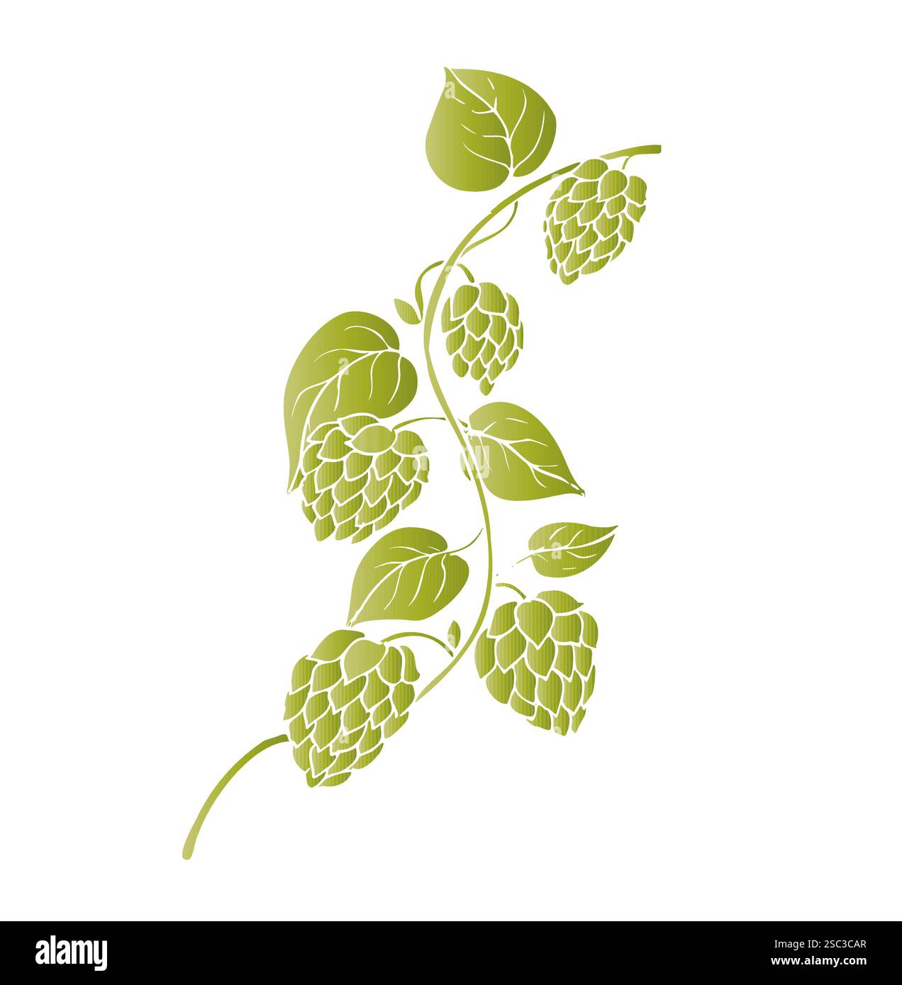 Vector common hop. Graphic ink, eco, organic Humulus lupulus branch ...