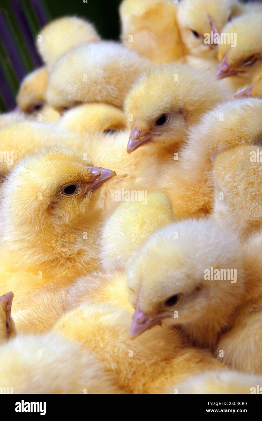 Selection of the chicks. At the hatchery. Eggs are hatched in a ...