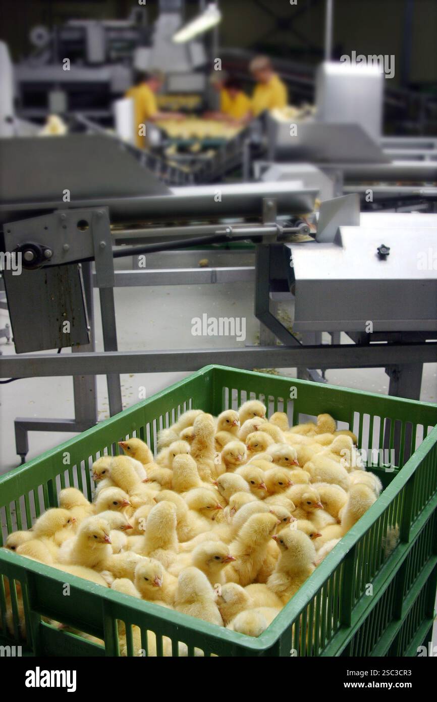Selection of the chicks. At the hatchery. Eggs are hatched in a ...