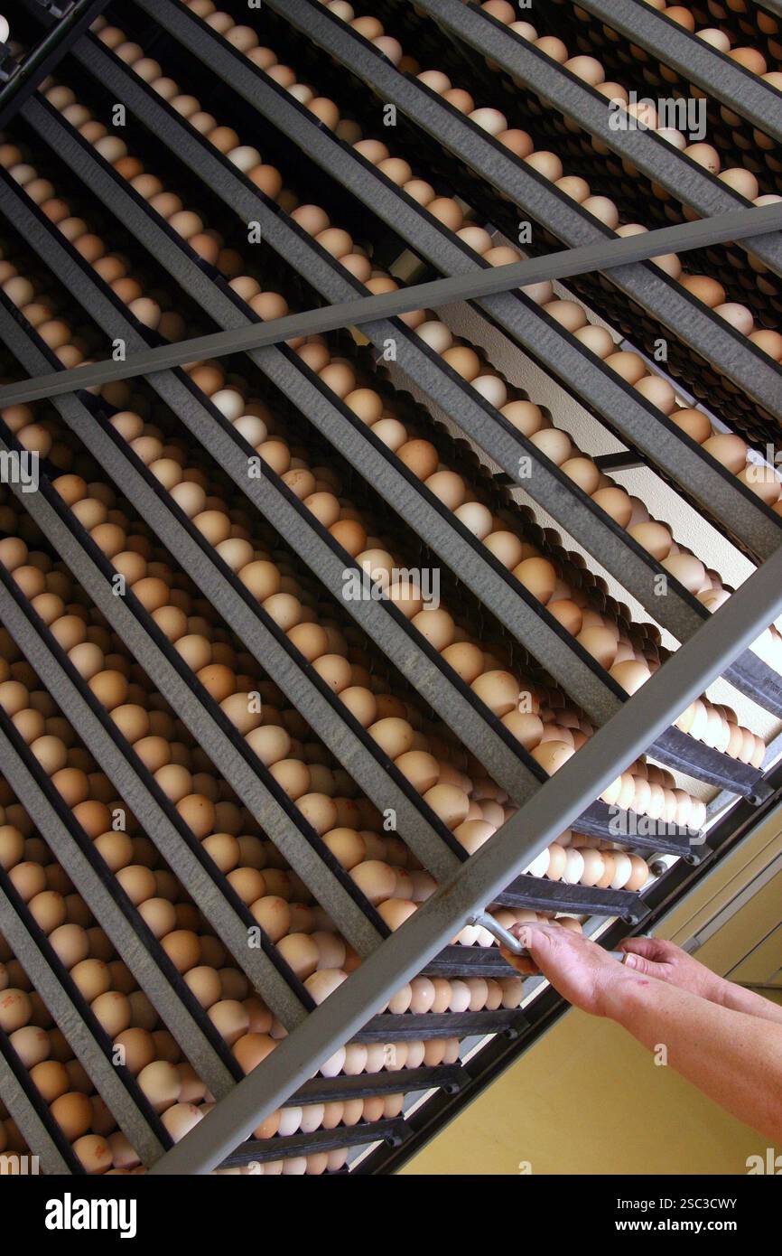 At the hatchery. Eggs are hatched in a hatchery Stock Photo - Alamy