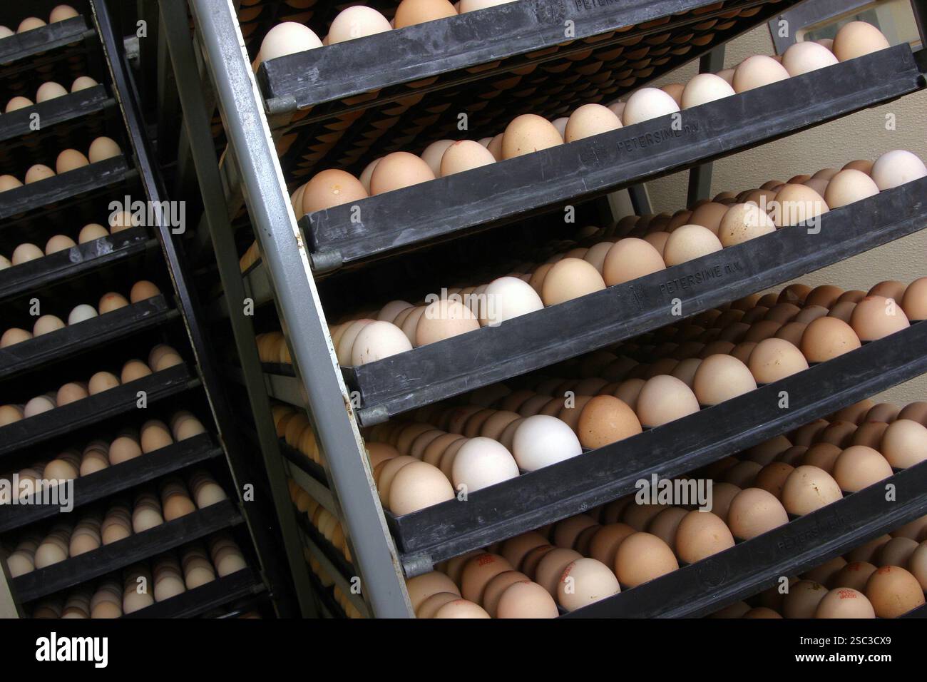 At the hatchery. Eggs are hatched in a hatchery Stock Photo - Alamy