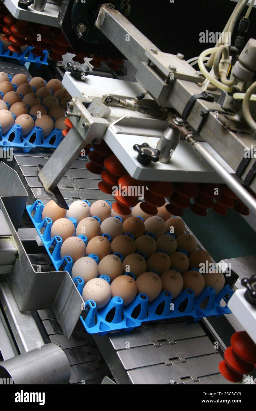 At the hatchery. Eggs are hatched in a hatchery Stock Photo - Alamy