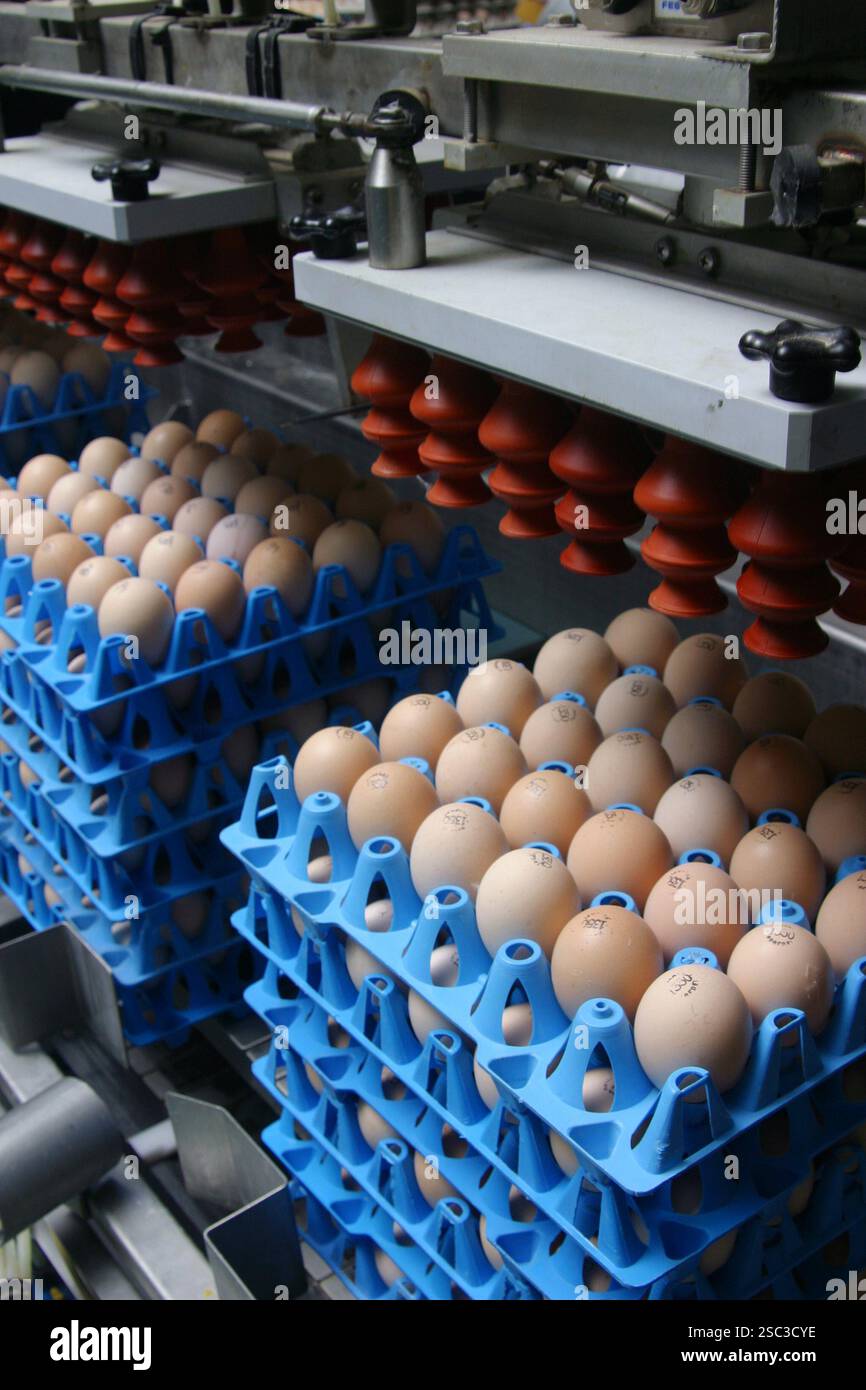 At the hatchery. Eggs are hatched in a hatchery Stock Photo - Alamy