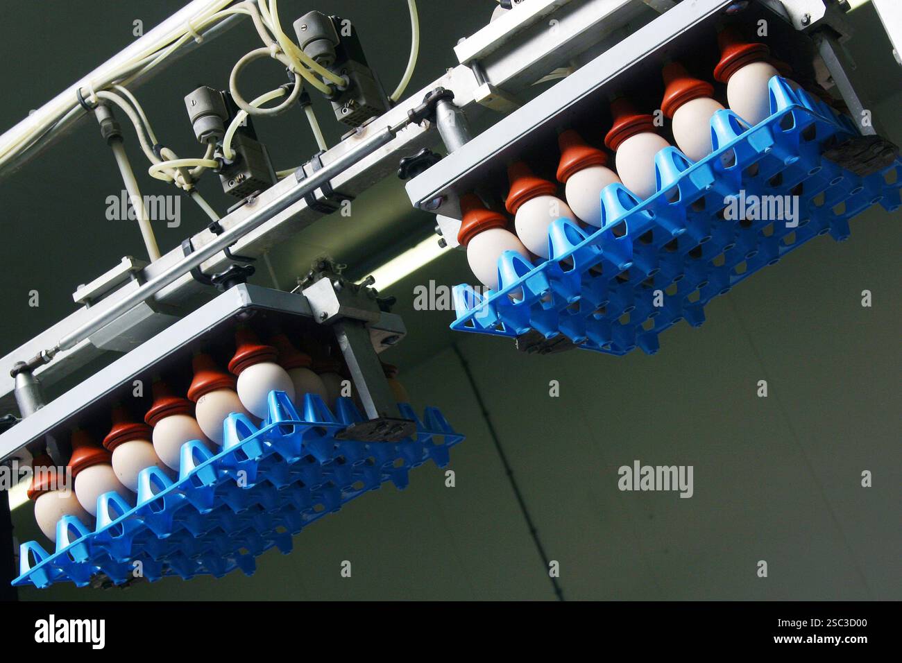At the hatchery. Eggs are hatched in a hatchery Stock Photo - Alamy