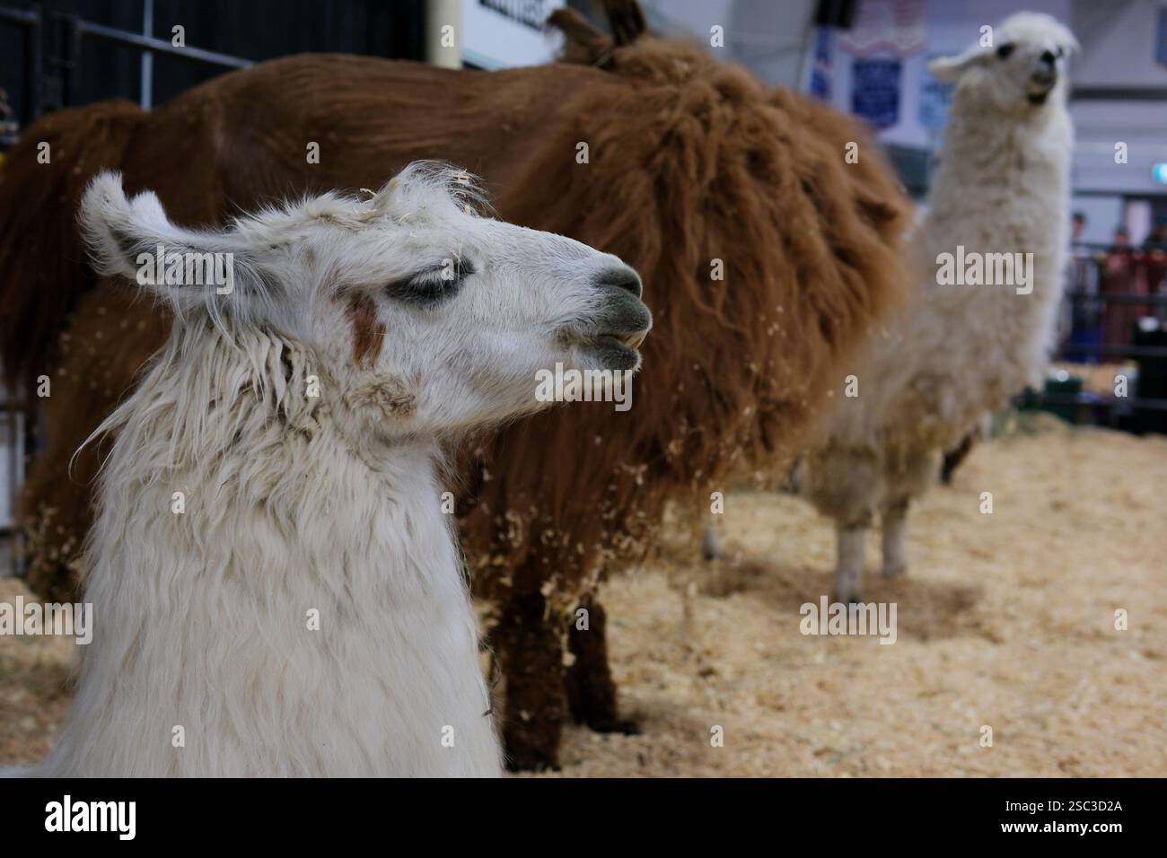 Alpaca's are a native animal of South America that resembles a small ...