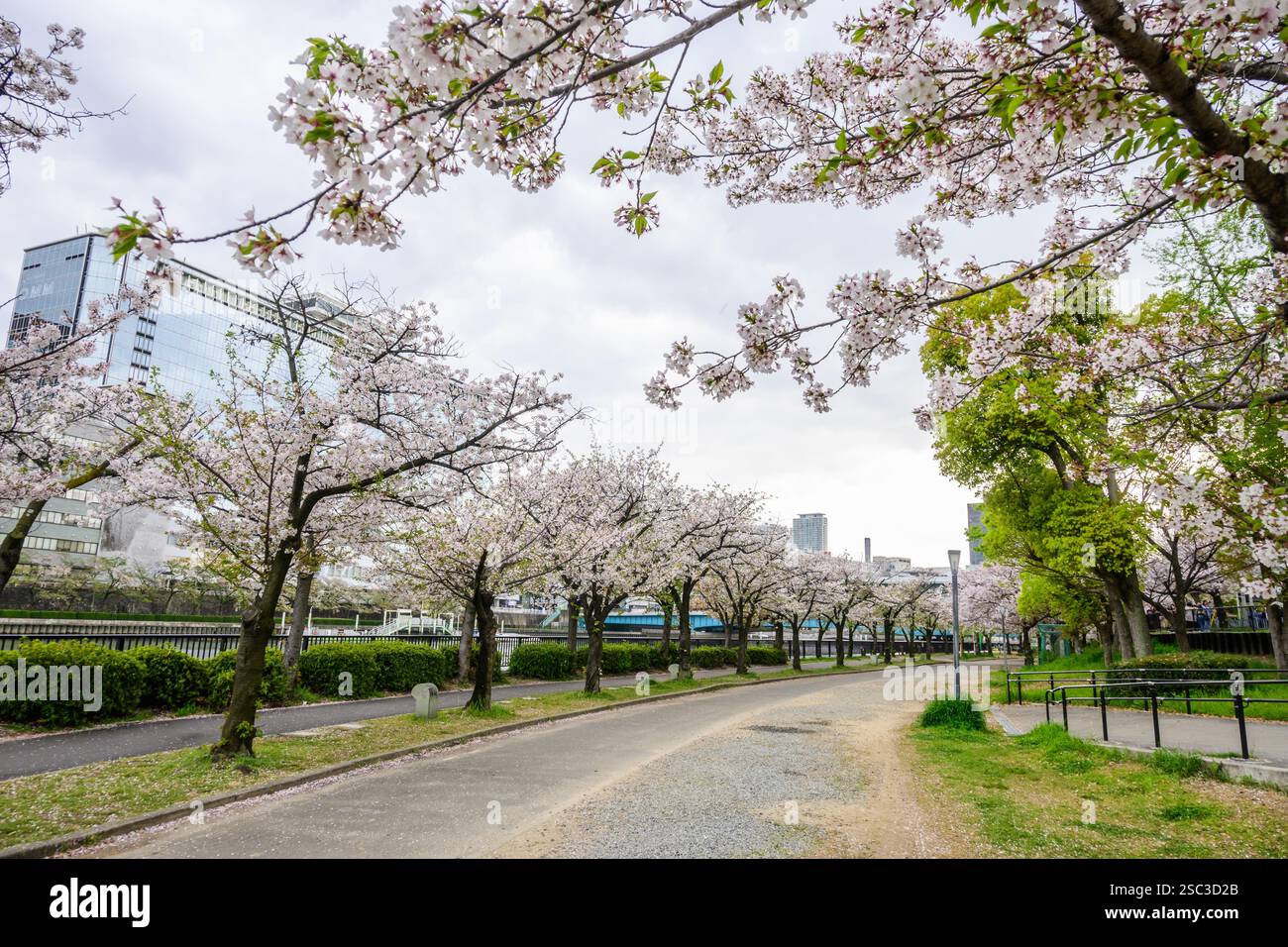 Pink and white cherry blossoms in full bloom line a park path in Osaka ...