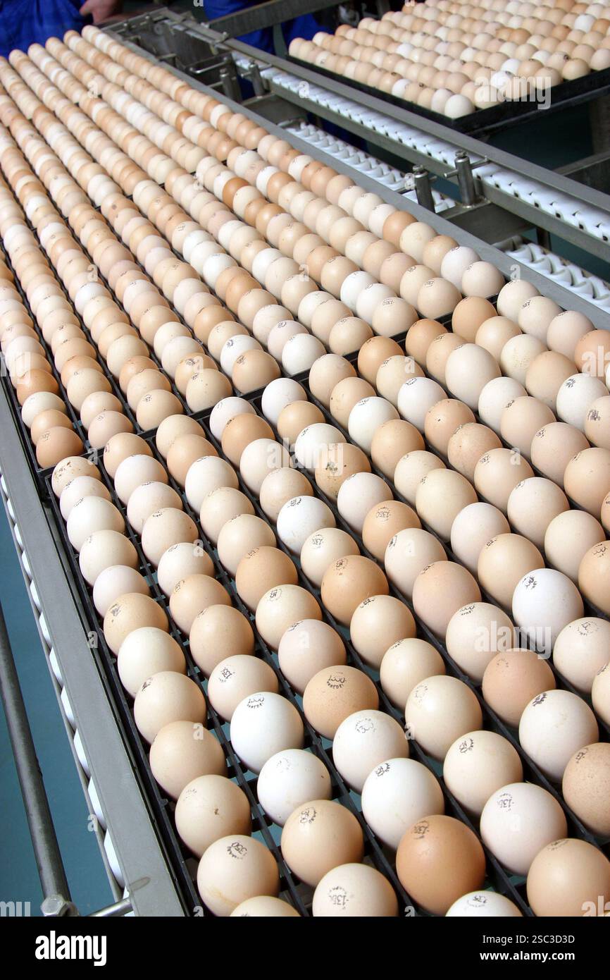 At the hatchery. Eggs are hatched in a hatchery Stock Photo - Alamy