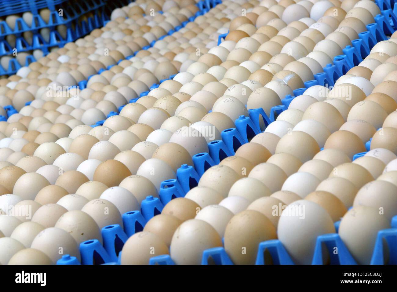 At the hatchery. Eggs are hatched in a hatchery Stock Photo - Alamy