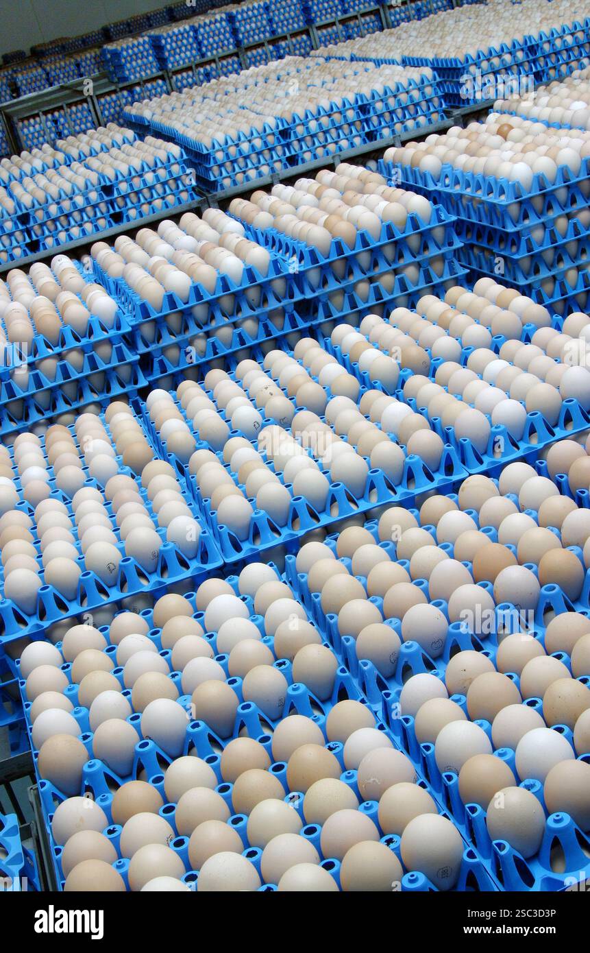 At the hatchery. Eggs are hatched in a hatchery Stock Photo - Alamy