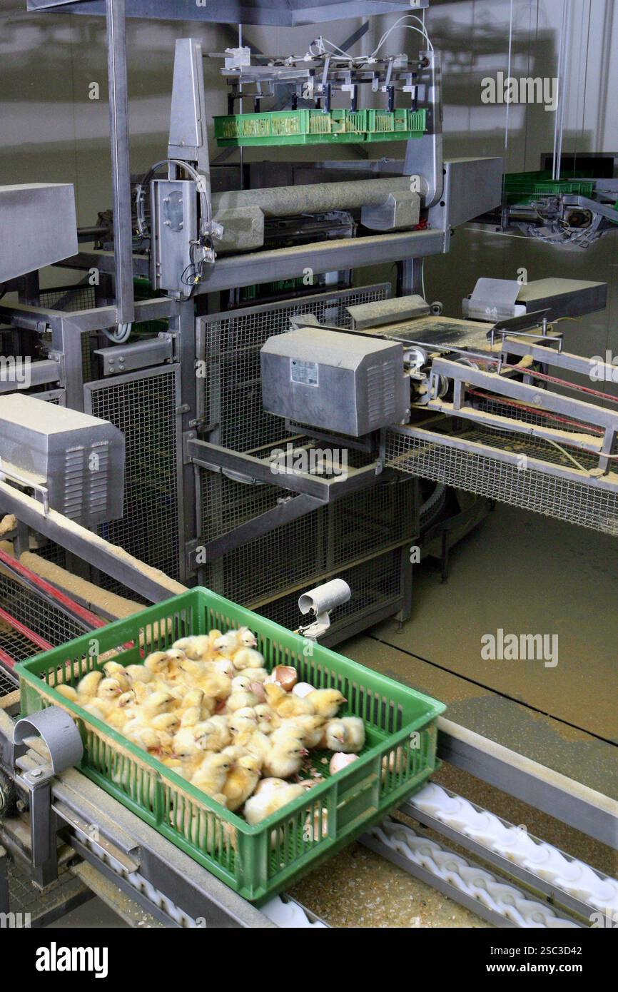 At the hatchery. Eggs are hatched in a hatchery Stock Photo - Alamy