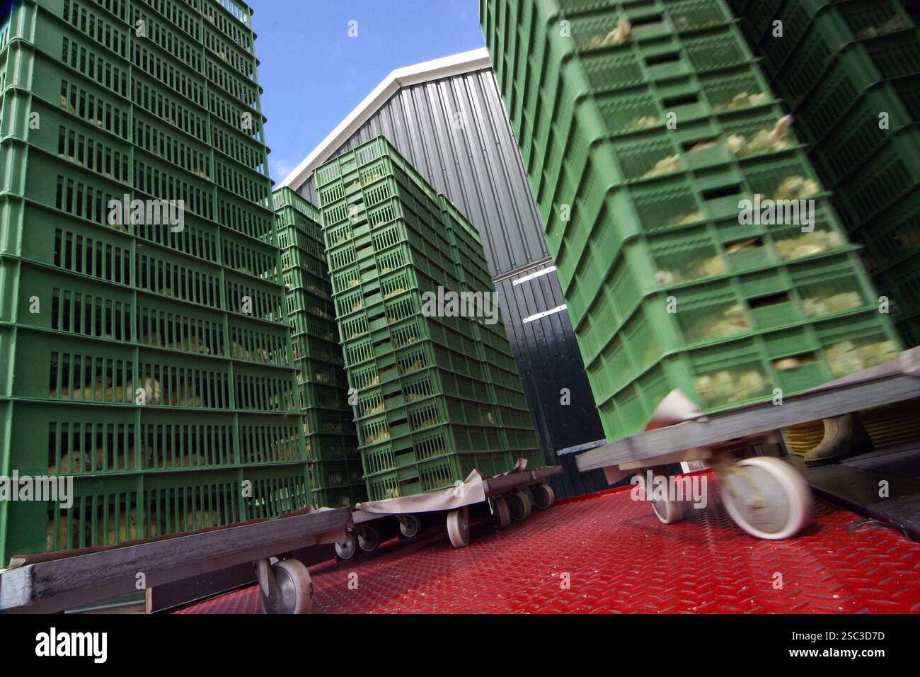 Transport with a truck from the hatchery to the poultry farm in the ...