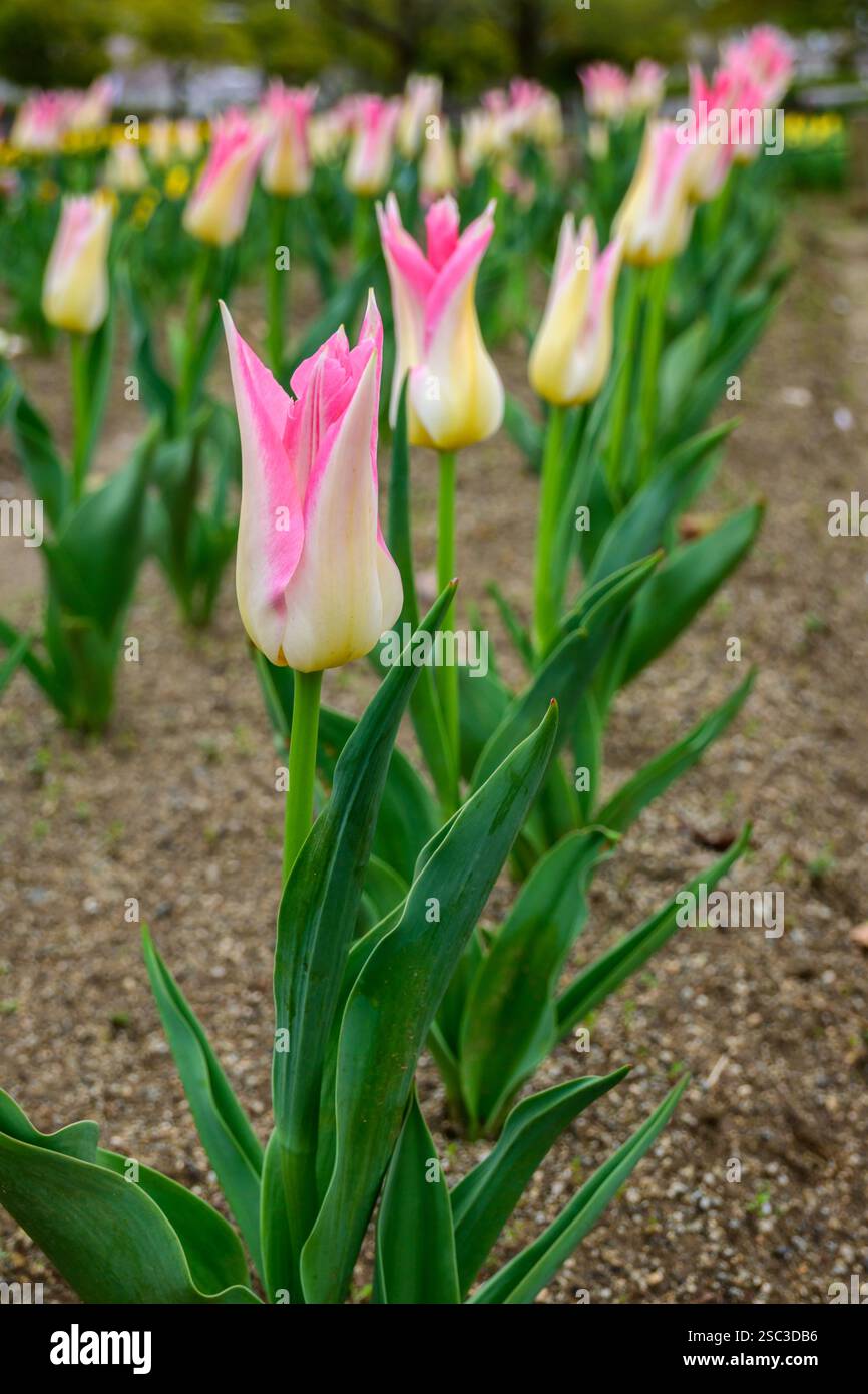 Rows of Pink and White Lady Tulips at Expo '70 Commemorative Park in ...
