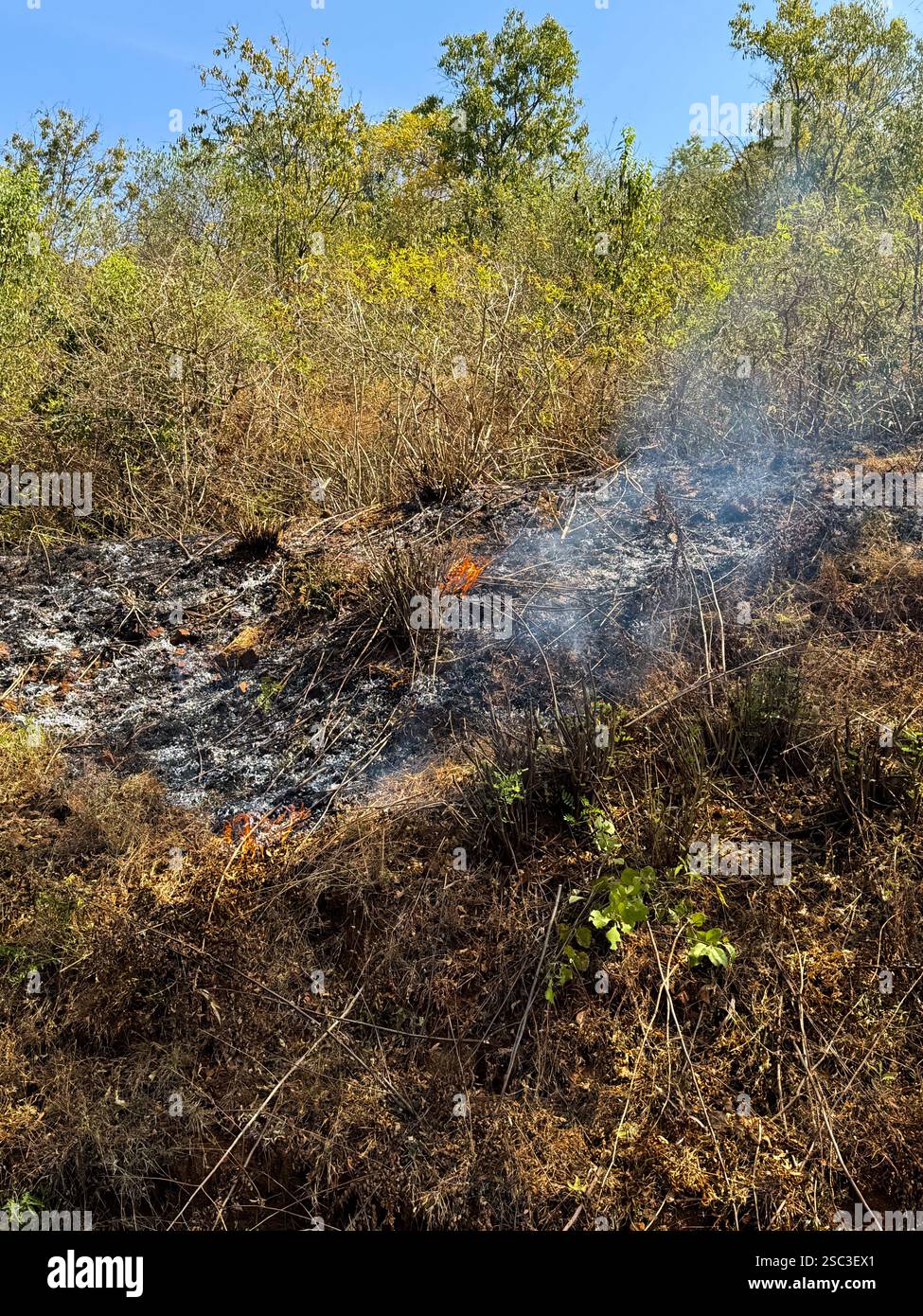 Controlled fire set by the forest officials as a preventive measure ...