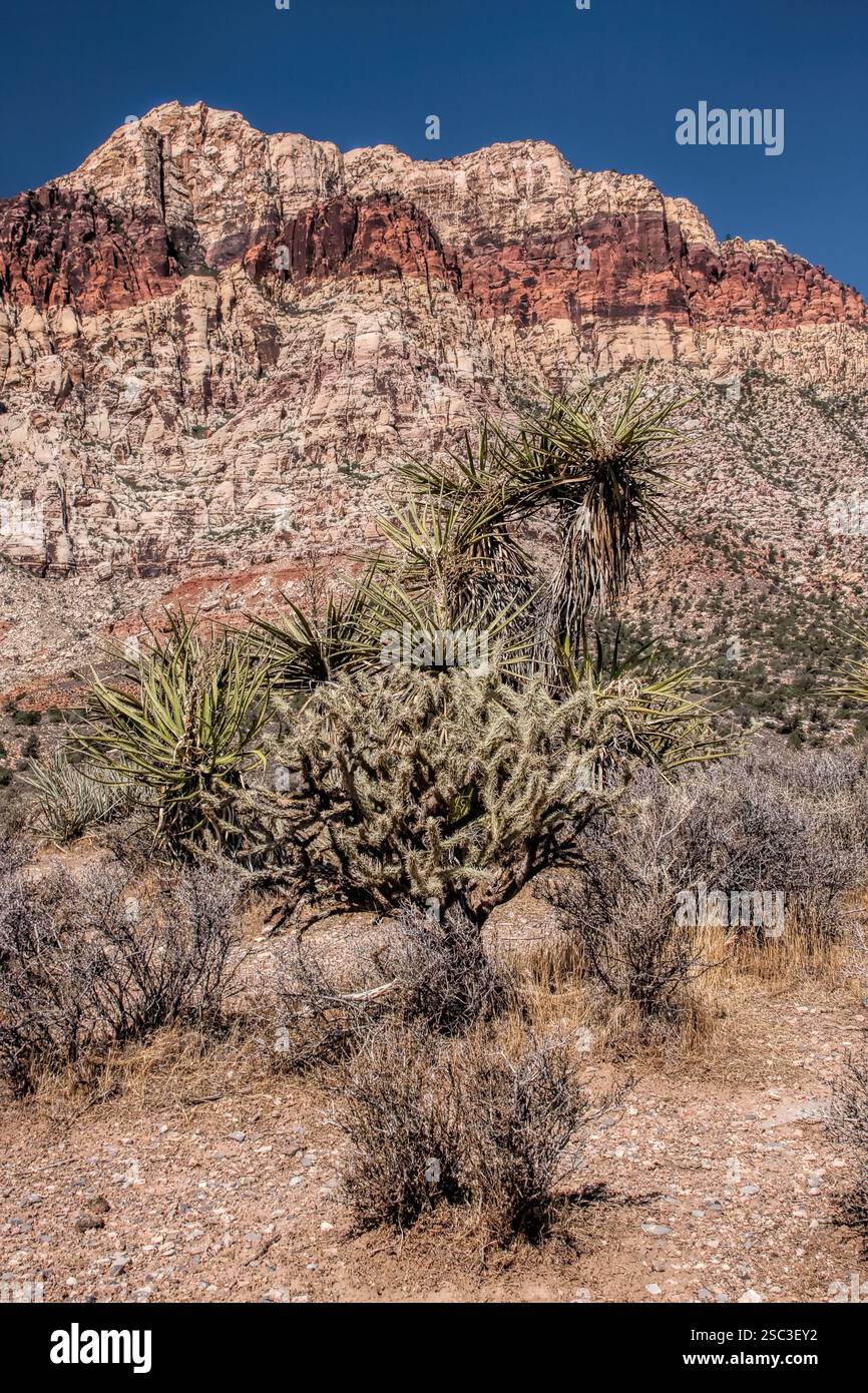 A small tree is in the desert. The tree is surrounded by rocks and dirt ...