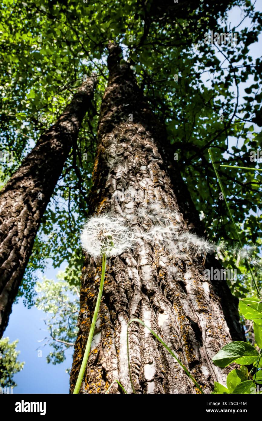 Branches blowing in wind front hi-res stock photography and images - Alamy