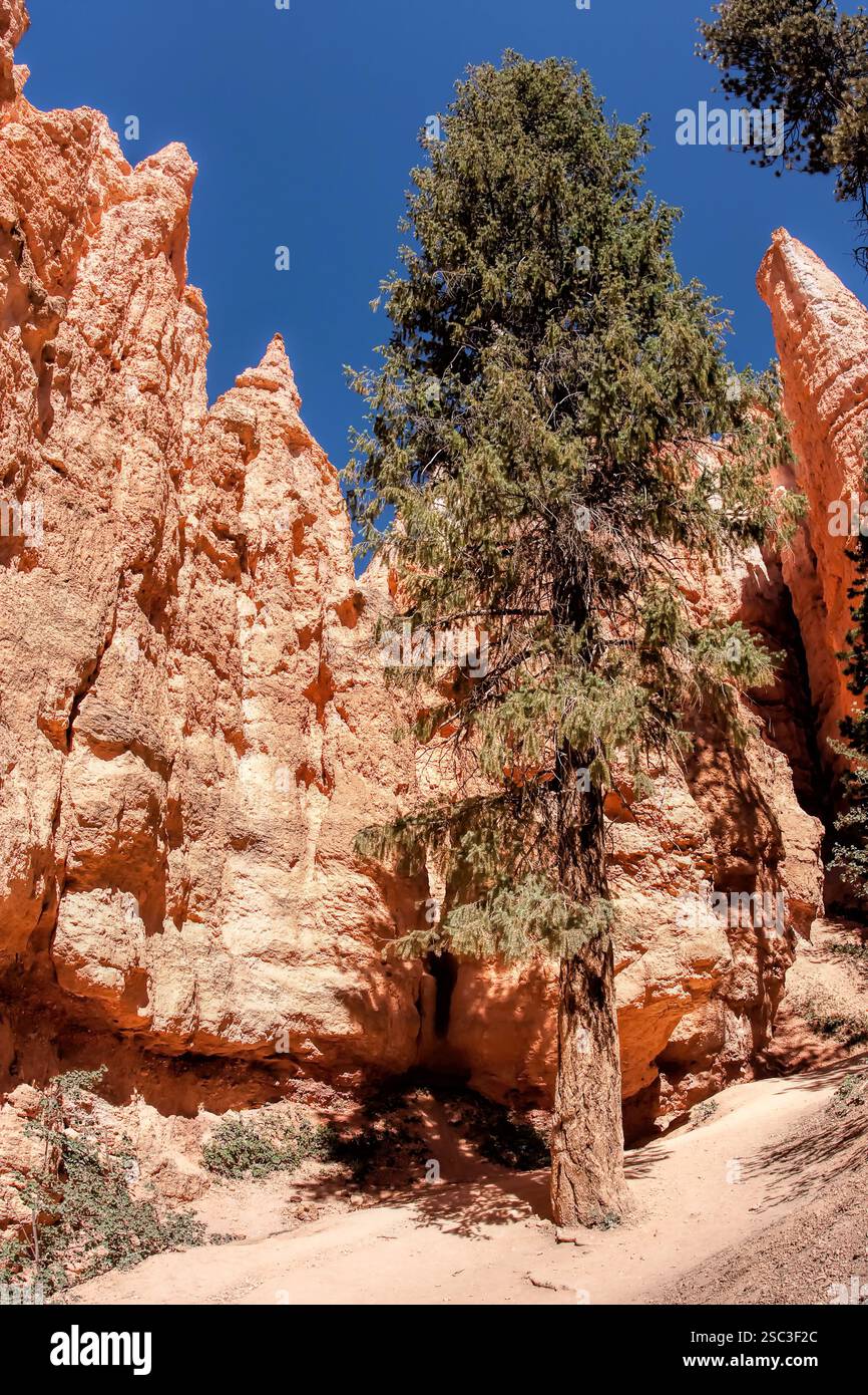 A tree is growing in a canyon. The canyon is made of red rock Stock ...