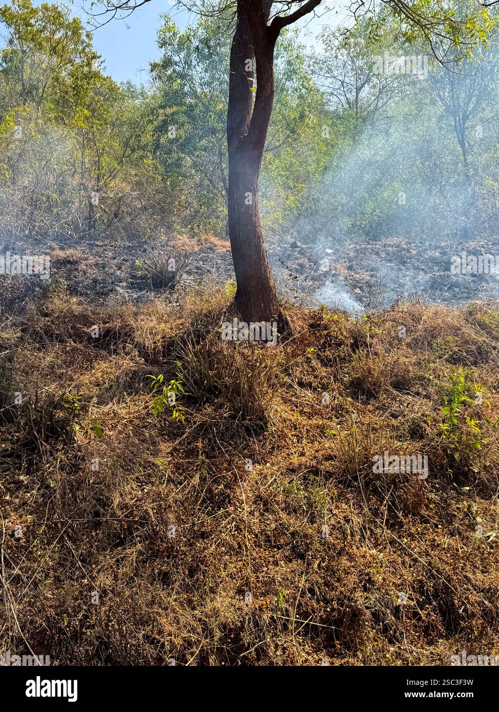 Controlled fire set by the forest officials as a preventive measure ...