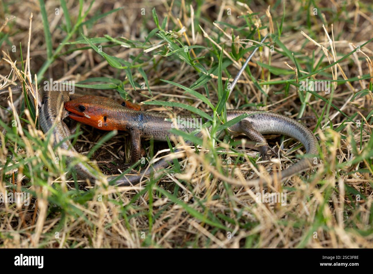 Close-up side angle shot of two broad-headed skink lizards (Plestiodon ...
