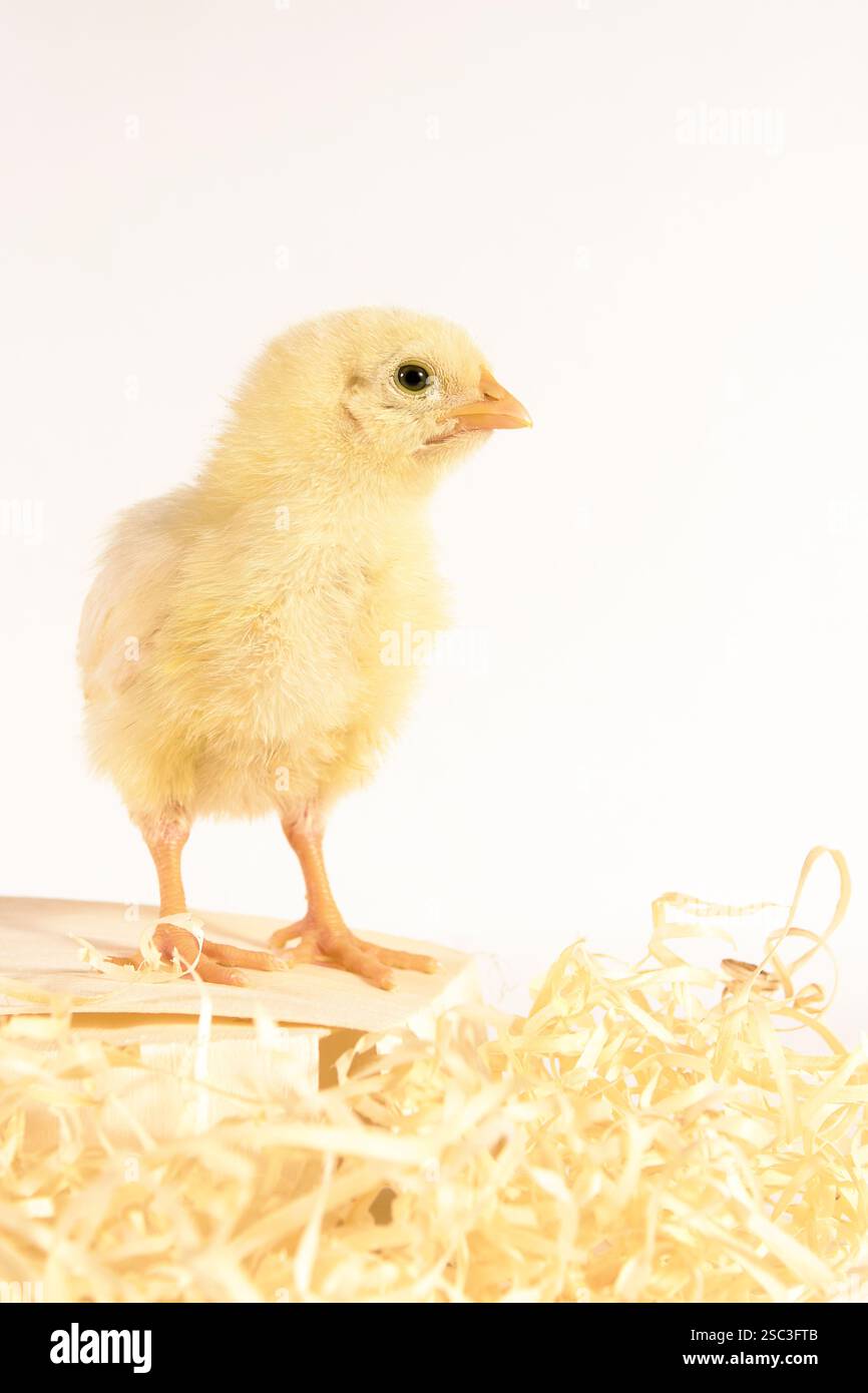 The little yellow chick in the hay in the box, isolated on white Stock ...