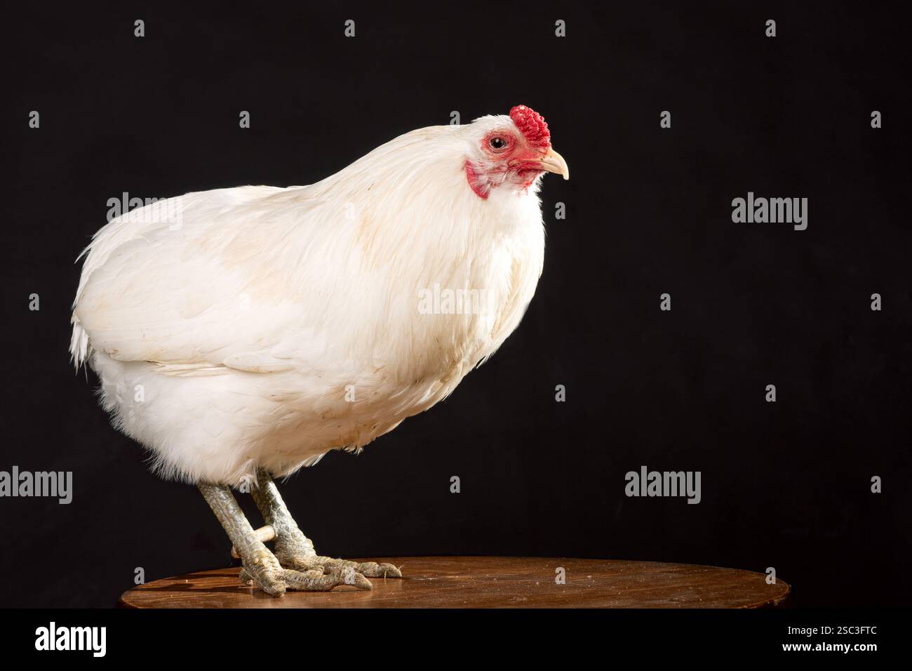Portrait of a white rooster without a tail on a black background ...